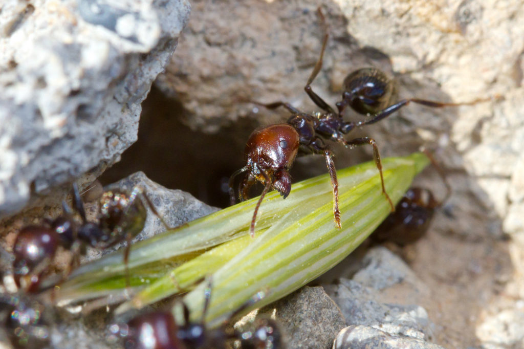 Les fourmis restaurent les pelouses sèches méditerranéennes - Le Monde ...