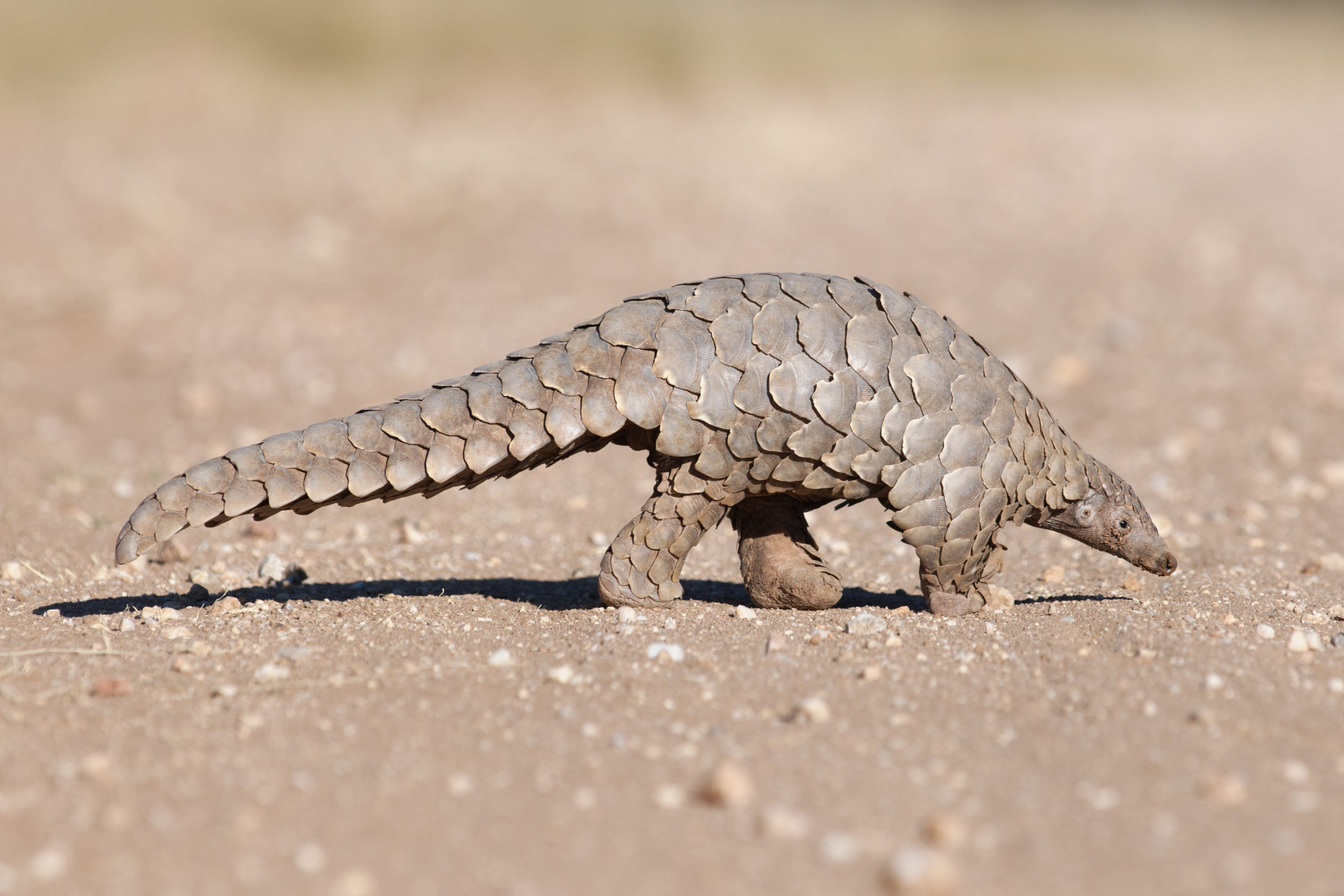 Nouvelle protection pour le pangolin - Le Monde des Animaux