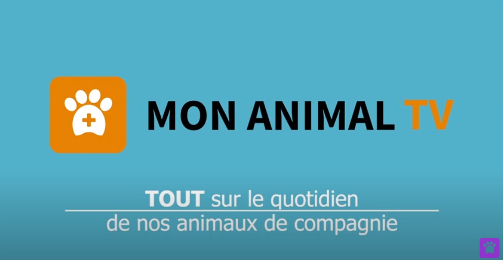 Mon animal TV, la chaîne des animaux de compagnie - Le Monde des Animaux