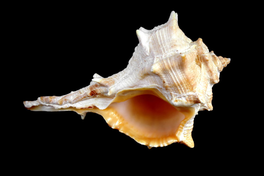 Une conque musicale - Le Monde des Animaux