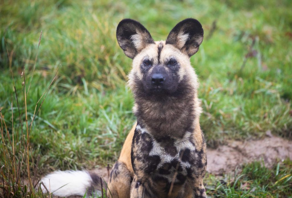 Comment l’homme influence la survie des lycaons - Le Monde des Animaux