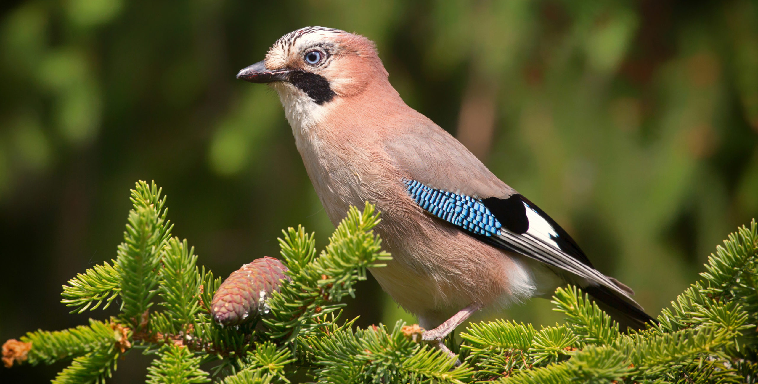 Les oiseaux de France se portent-ils bien ? - Le Monde des Animaux