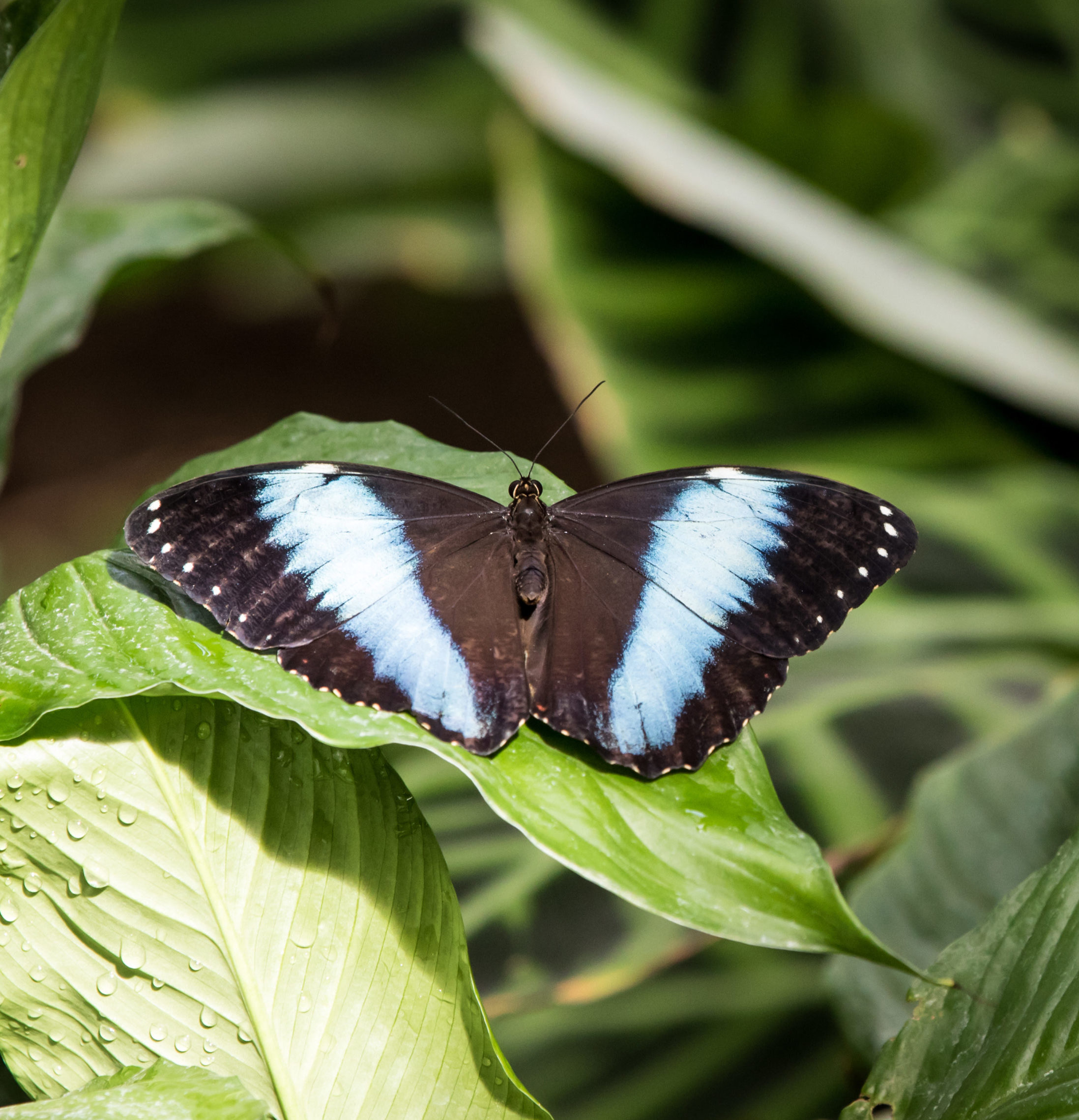 Que nous apprennent les papillons planeurs de la forêt amazonienne sur ...