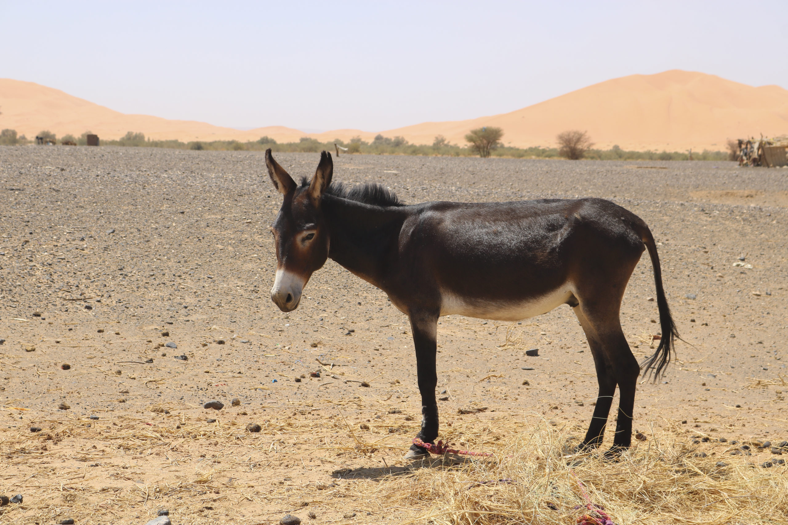 Aux Origines De La Domestication De Lâne Le Monde Des Animaux