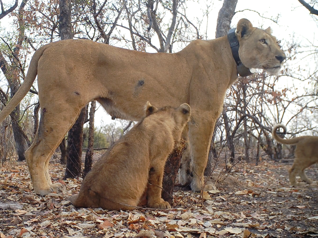 Sénégal: de l'espoir pour le roi de la savane en Afrique de l'Ouest ...